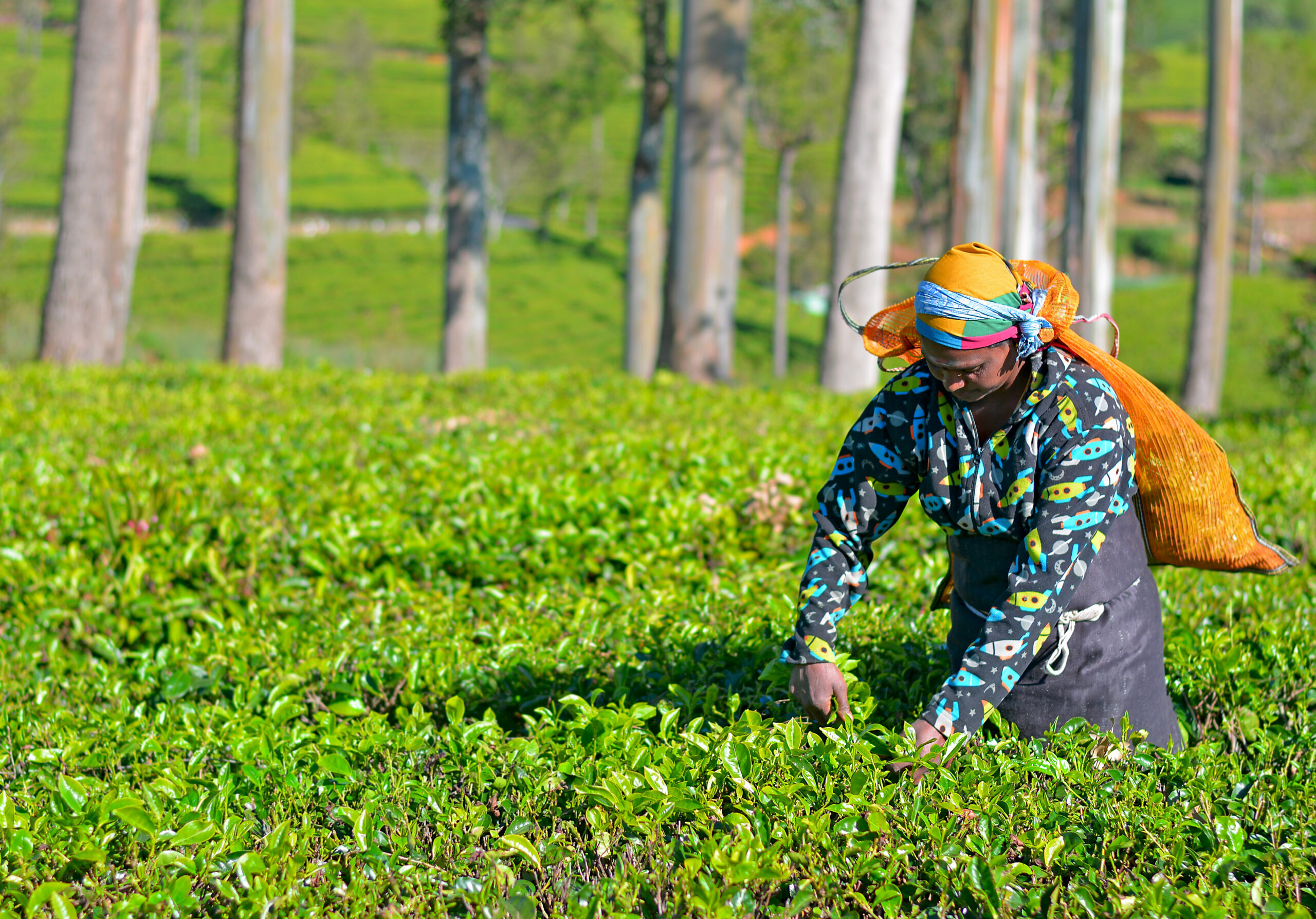 Workforce Nutrition in Supply Chains – ATNi (Access to Nutrition ...