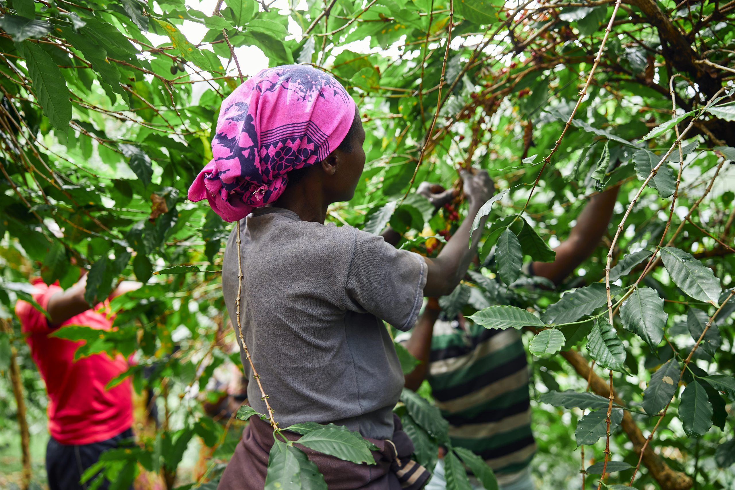 ATNi launches new report and case studies on workforce nutrition in the ...